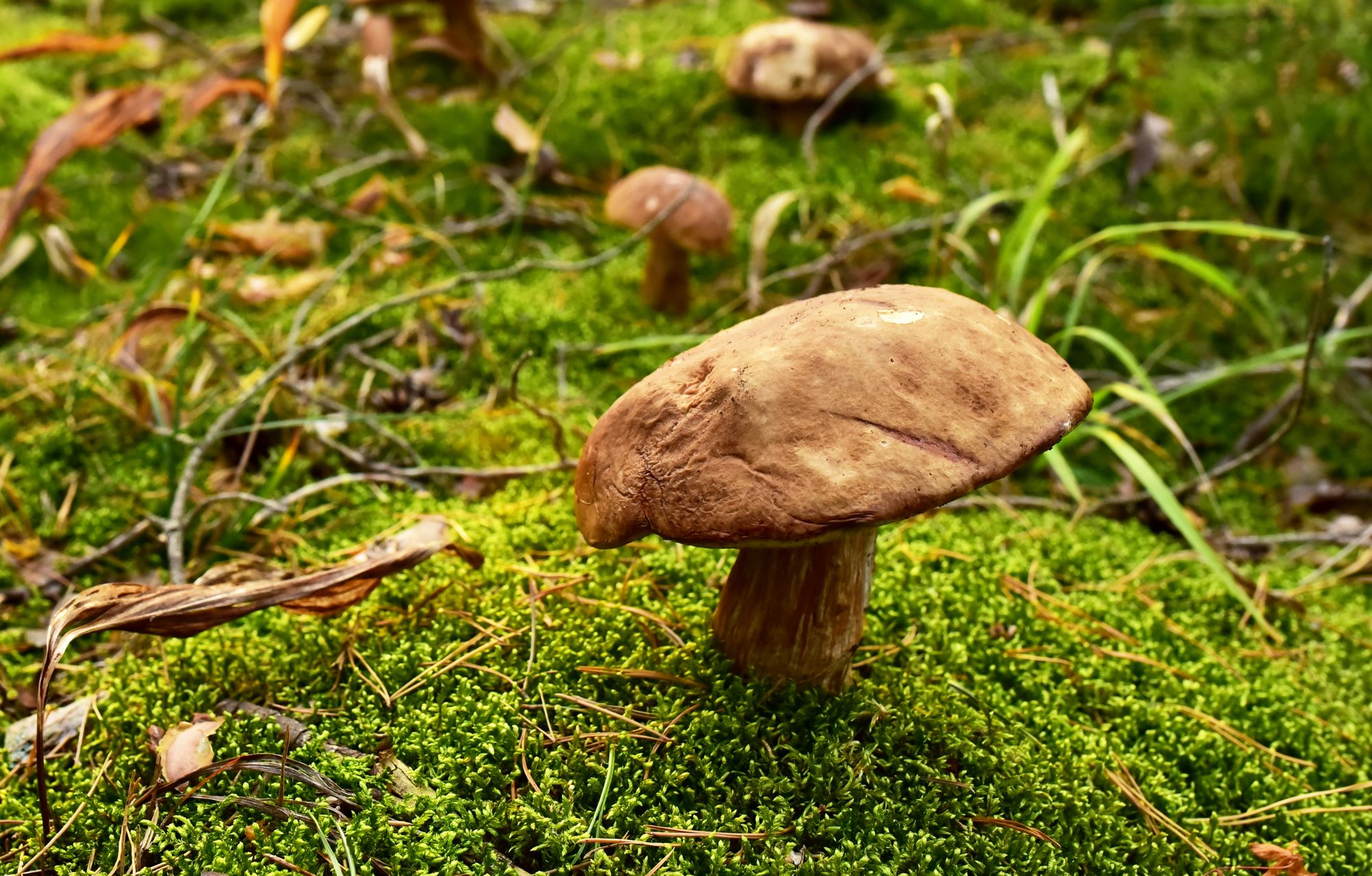 À la découverte des champignons – CdC Île de Ré