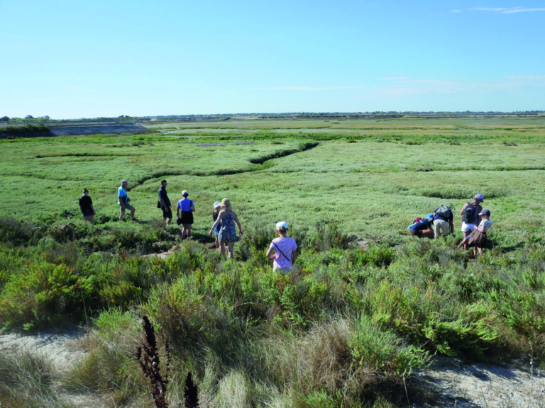 Découvrez les marais de Loix autrement ! – CdC Île de Ré